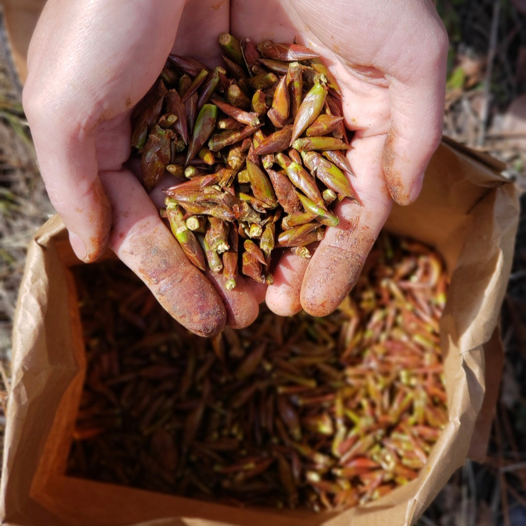 Poplar Bud Roll On – Boreal Folk